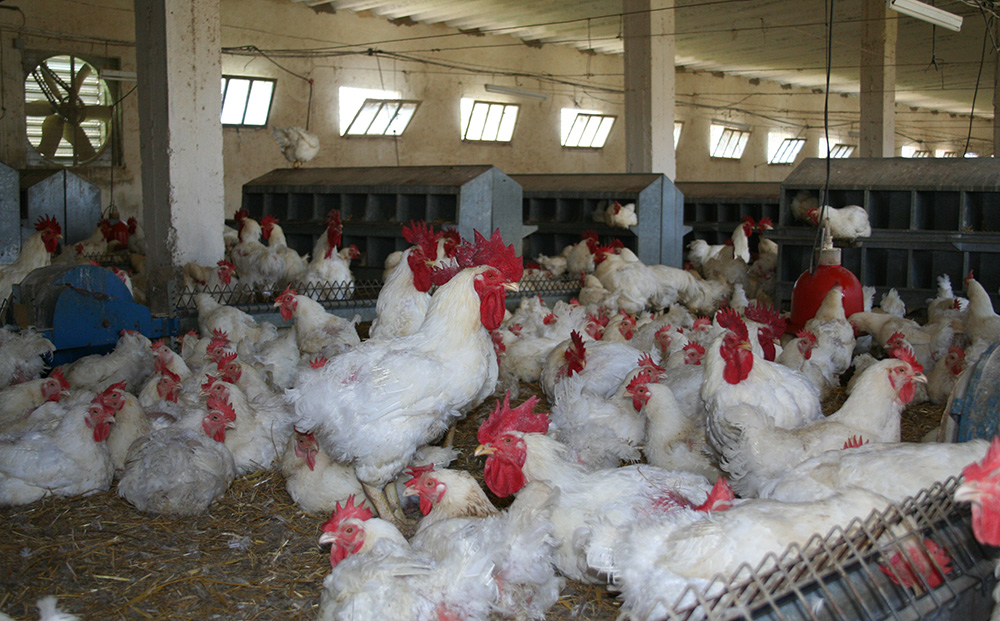 L’aviculture reclassée comme activité agricole, une bonne nouvelle ...